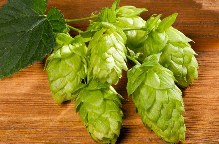 LÚPULO CHINOOK - Diario de un Rockero